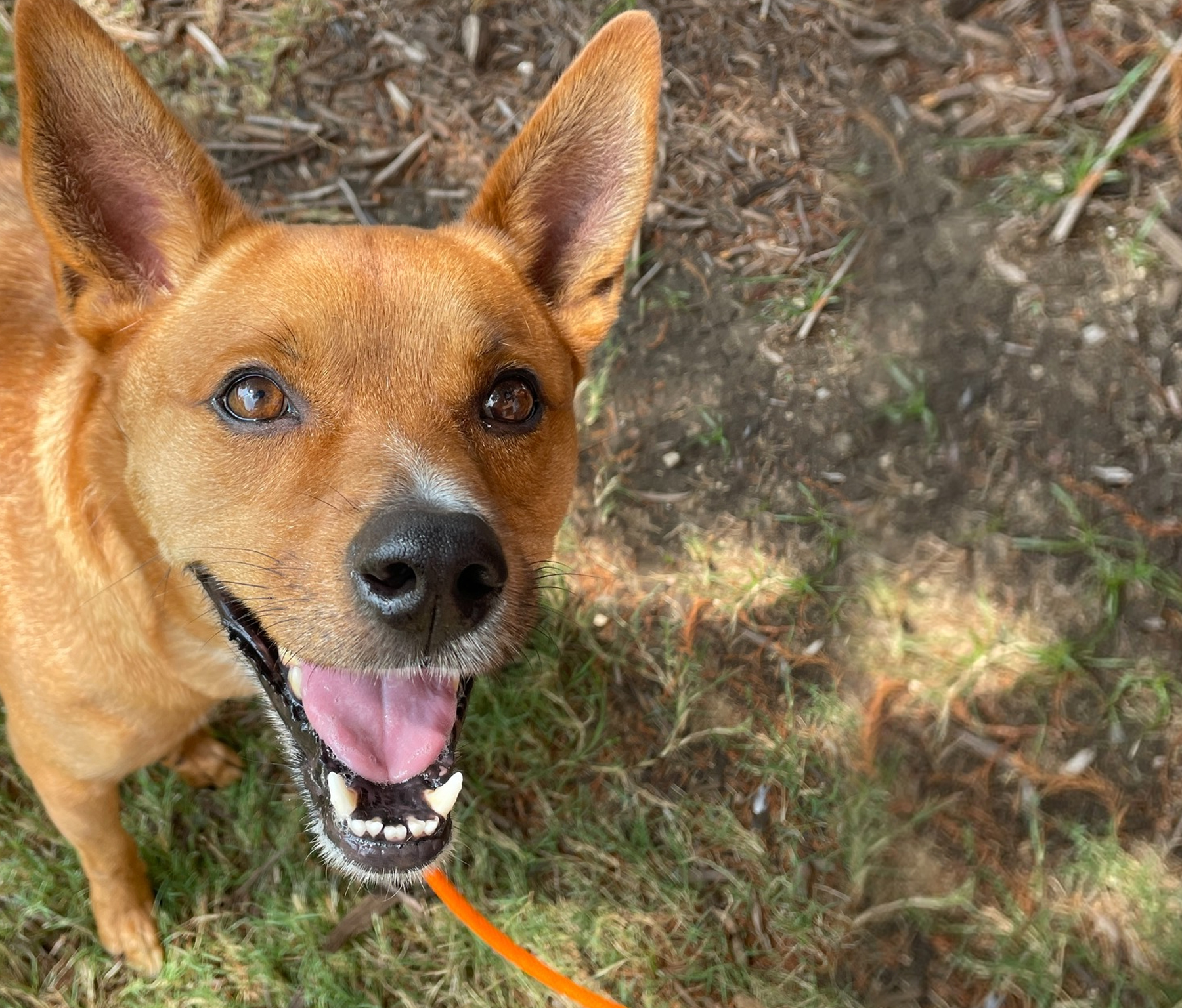 SPCA of Texas | The leading animal welfare agency in North Texas