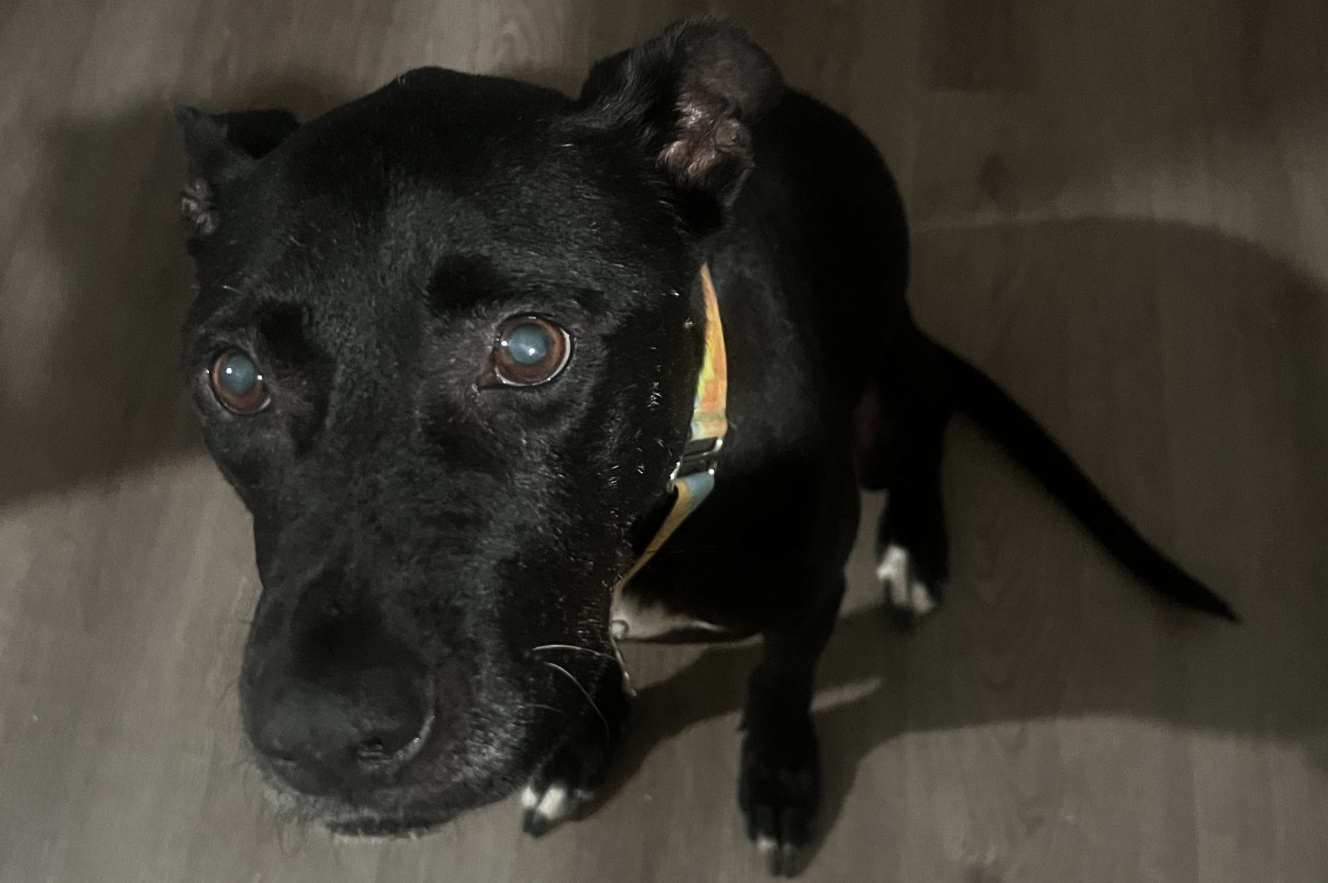 SPCA of Texas | Foster Sitter Needed for Kennedy 10/22 - 10/28 - SPCA ...