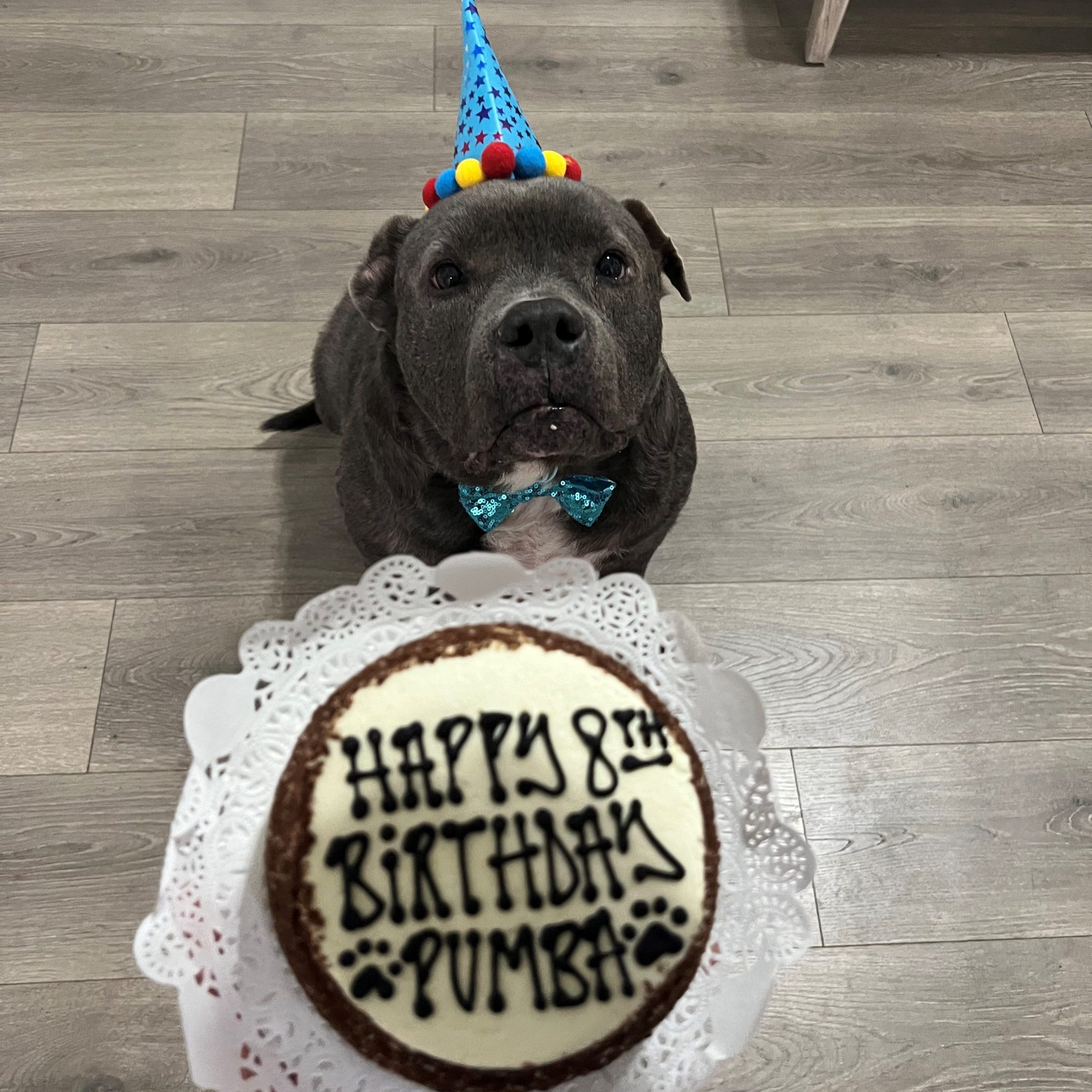 SPCA of Texas | Fur Ball 2023 Featured Animals - SPCA of Texas