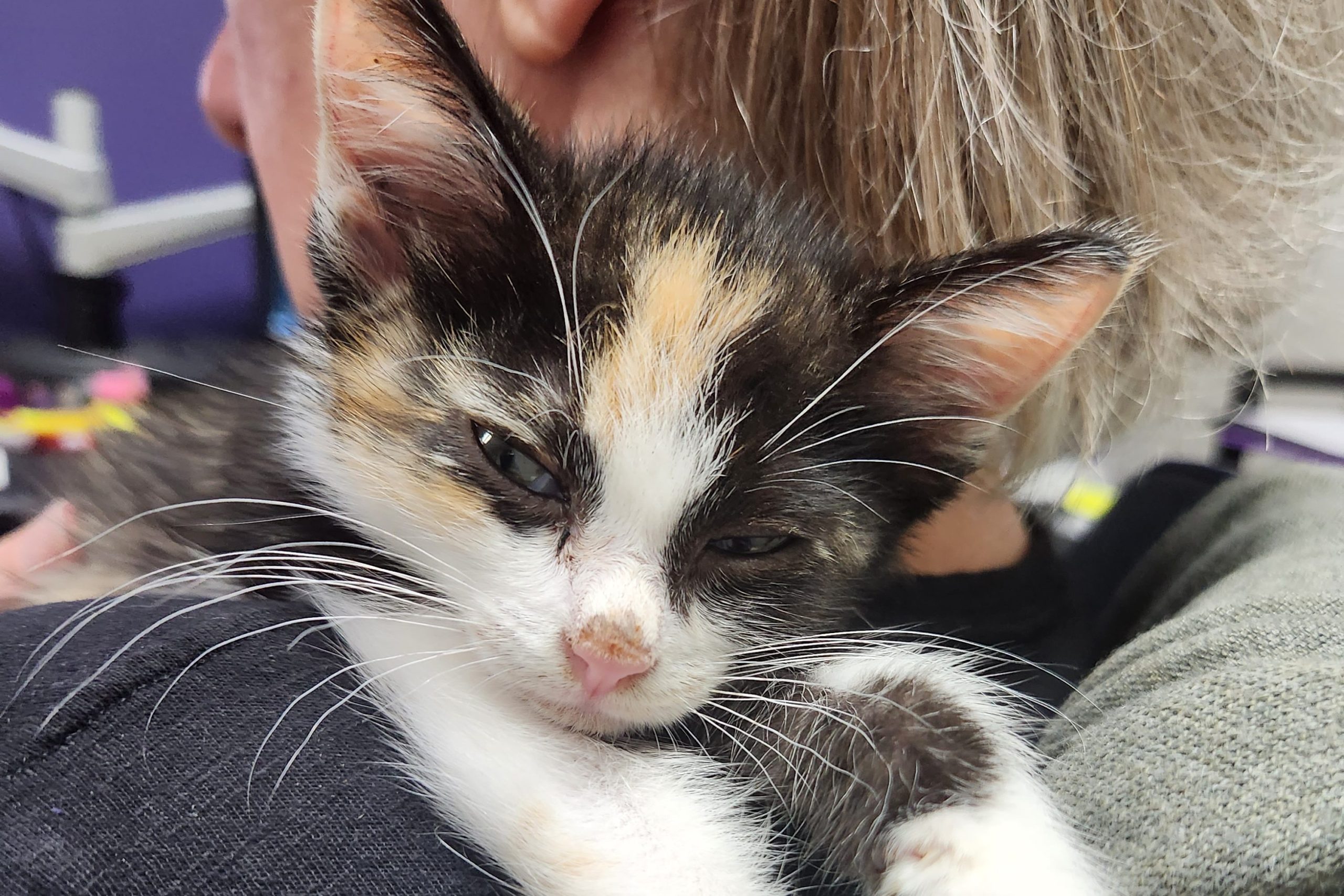 SPCA of Texas | Stella - SPCA of Texas