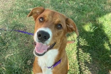 SPCA of Texas | Short Term Foster- Crystal Needs You! - SPCA of Texas