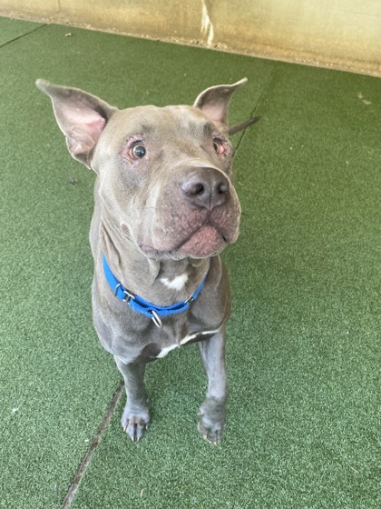 SPCA of Texas | Urgent Foster Needed - Lionel - SPCA of Texas