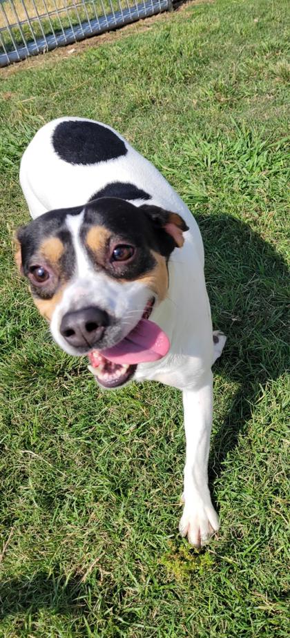 SPCA of Texas | Urgent Foster Needed - Patsy - SPCA of Texas