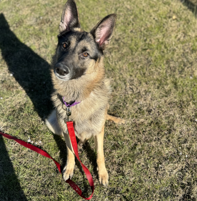 SPCA of Texas | The leading animal welfare agency in North Texas