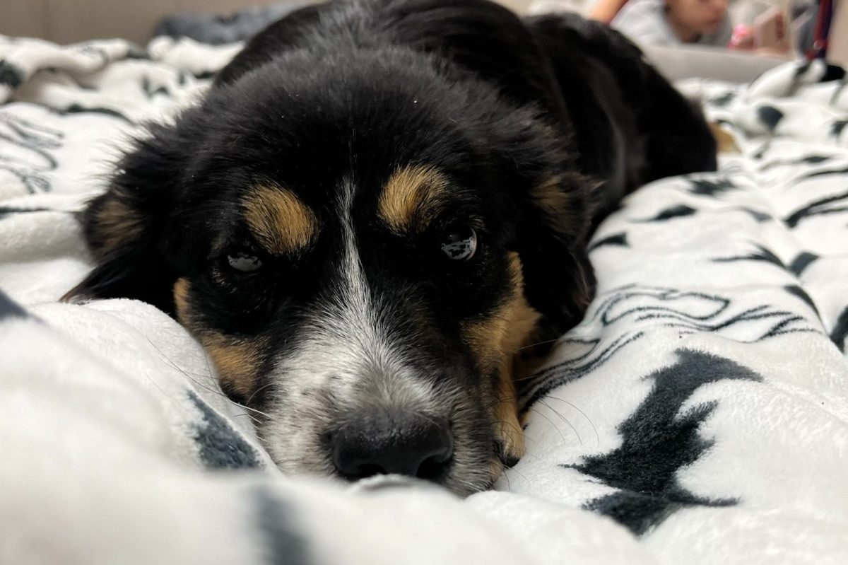 SPCA of Texas | Neither rain, nor snow, nor sleet, nor hail shall keep ...