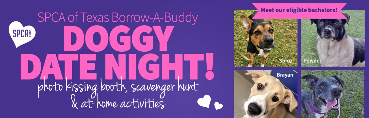 SPCA of Texas | Borrow A Buddy Doggy Date Night - SPCA of Texas