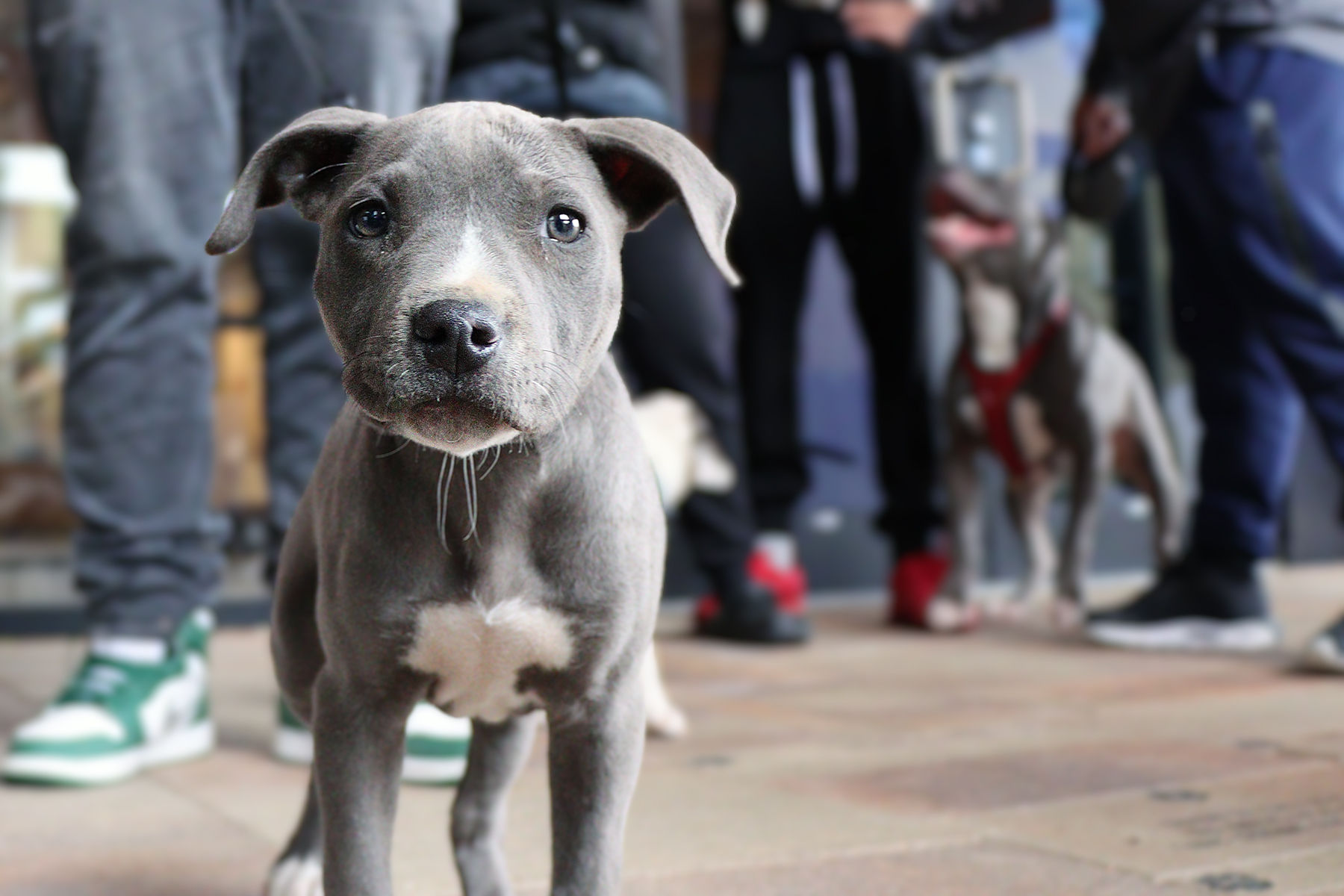 SPCA of Texas | The leading animal welfare agency in North Texas