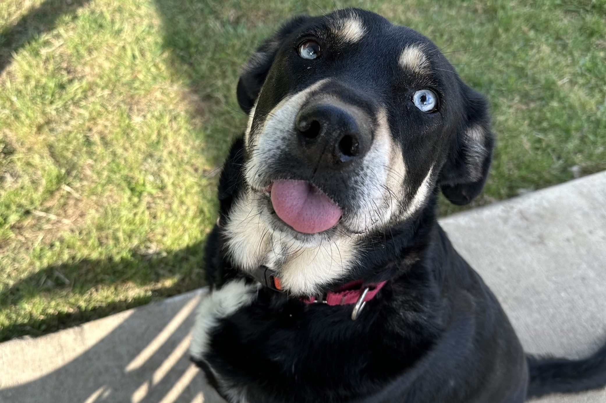SPCA of Texas | Max needs a Foster Sitter! - SPCA of Texas