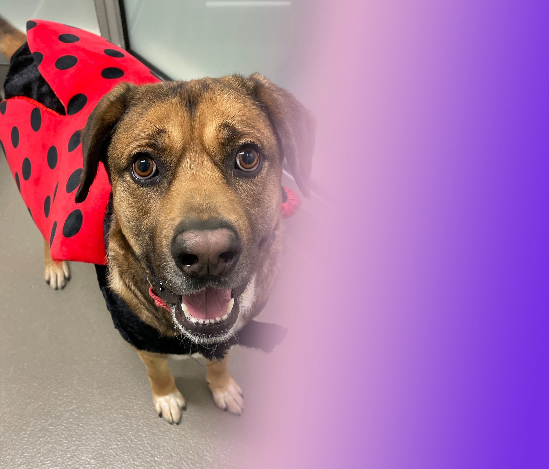SPCA of Texas | The leading animal welfare agency in North Texas