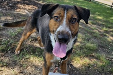 SPCA of Texas | Raya is looking for a new Foster Home! - SPCA of Texas
