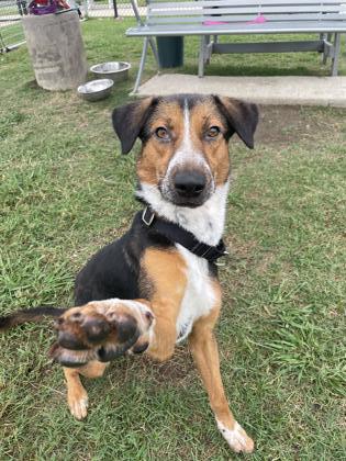 SPCA of Texas | Raya is looking for a new Foster Home! - SPCA of Texas