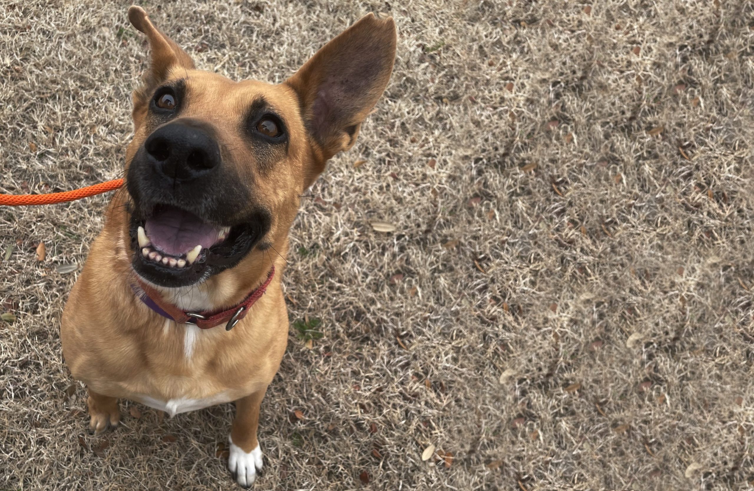 SPCA of Texas | The leading animal welfare agency in North Texas