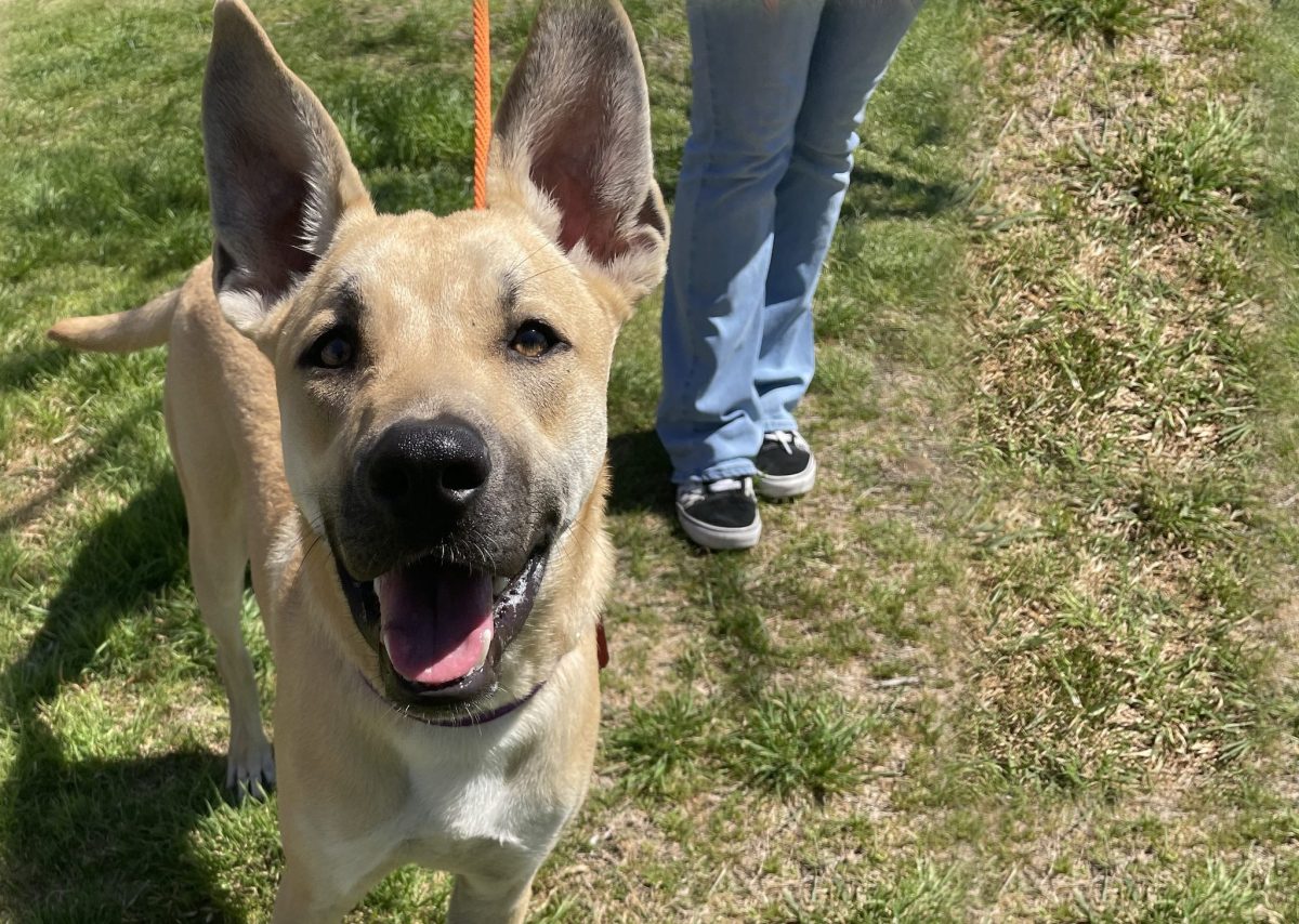 SPCA of Texas | The leading animal welfare agency in North Texas