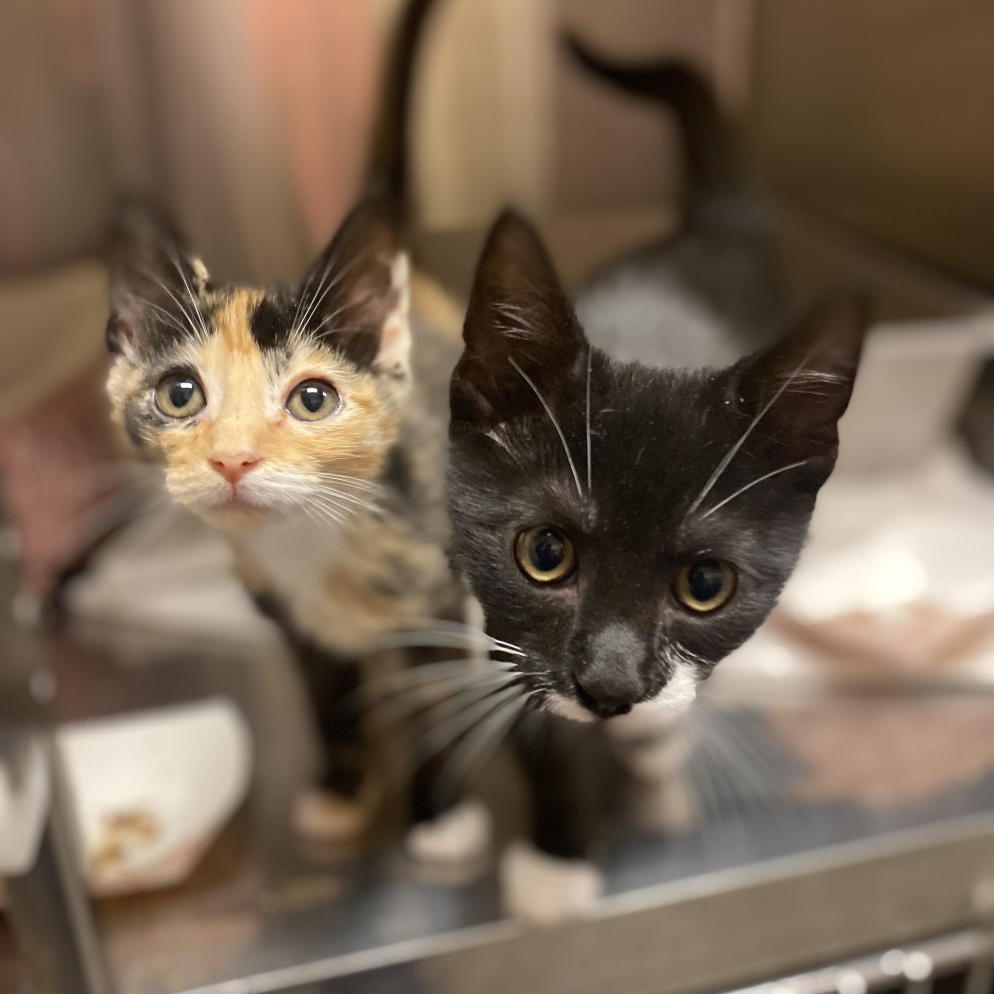 SPCA of Texas | World's Best Cat Litter® Sponsors Feline Frenzy! at SPCA of Texas - SPCA of Texas