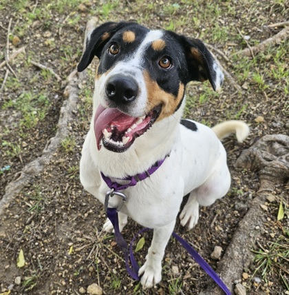 SPCA of Texas | Gable Needs You! - SPCA of Texas