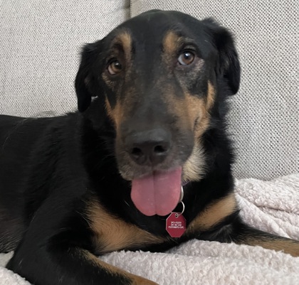 SPCA of Texas | The leading animal welfare agency in North Texas