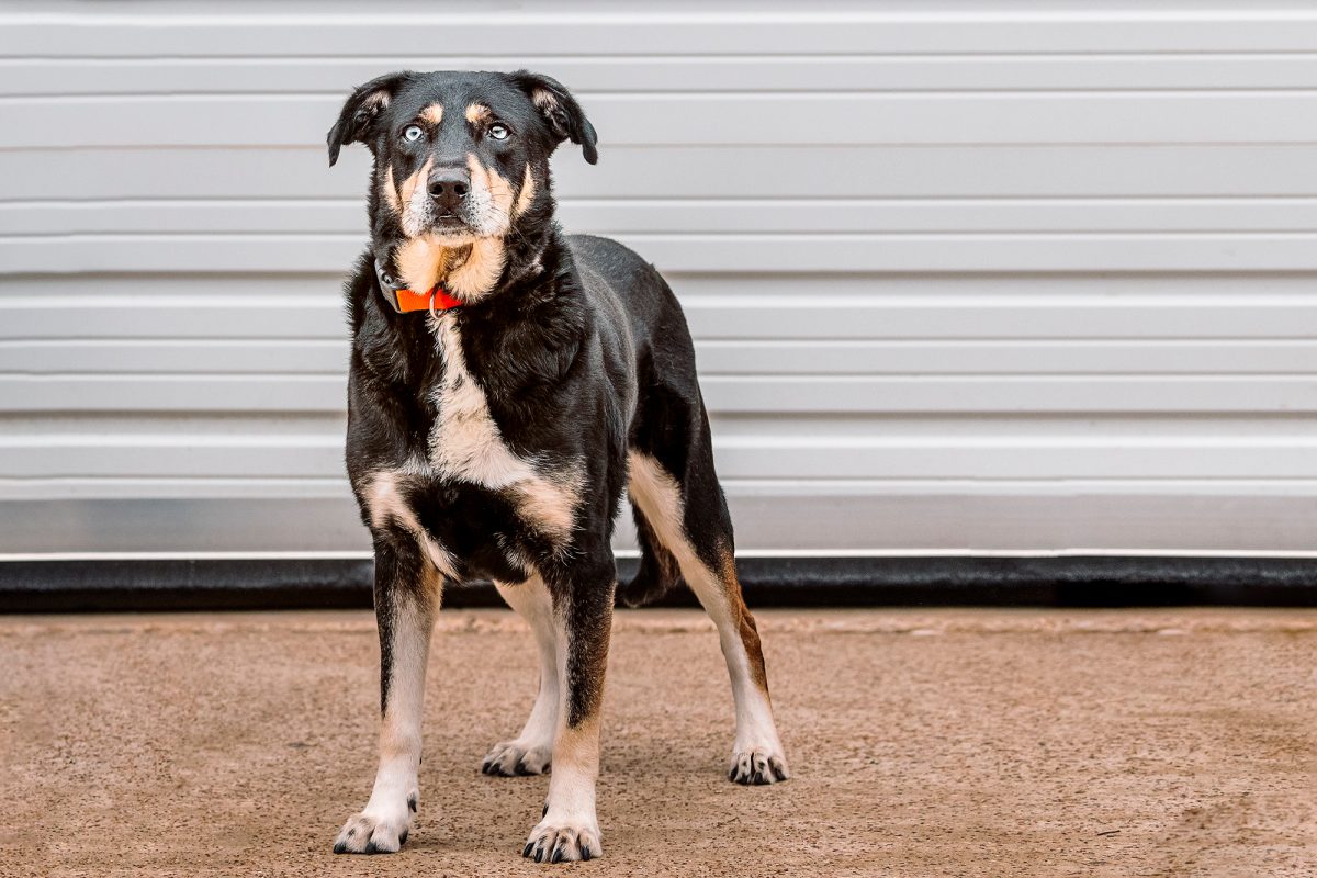 SPCA of Texas | The leading animal welfare agency in North Texas