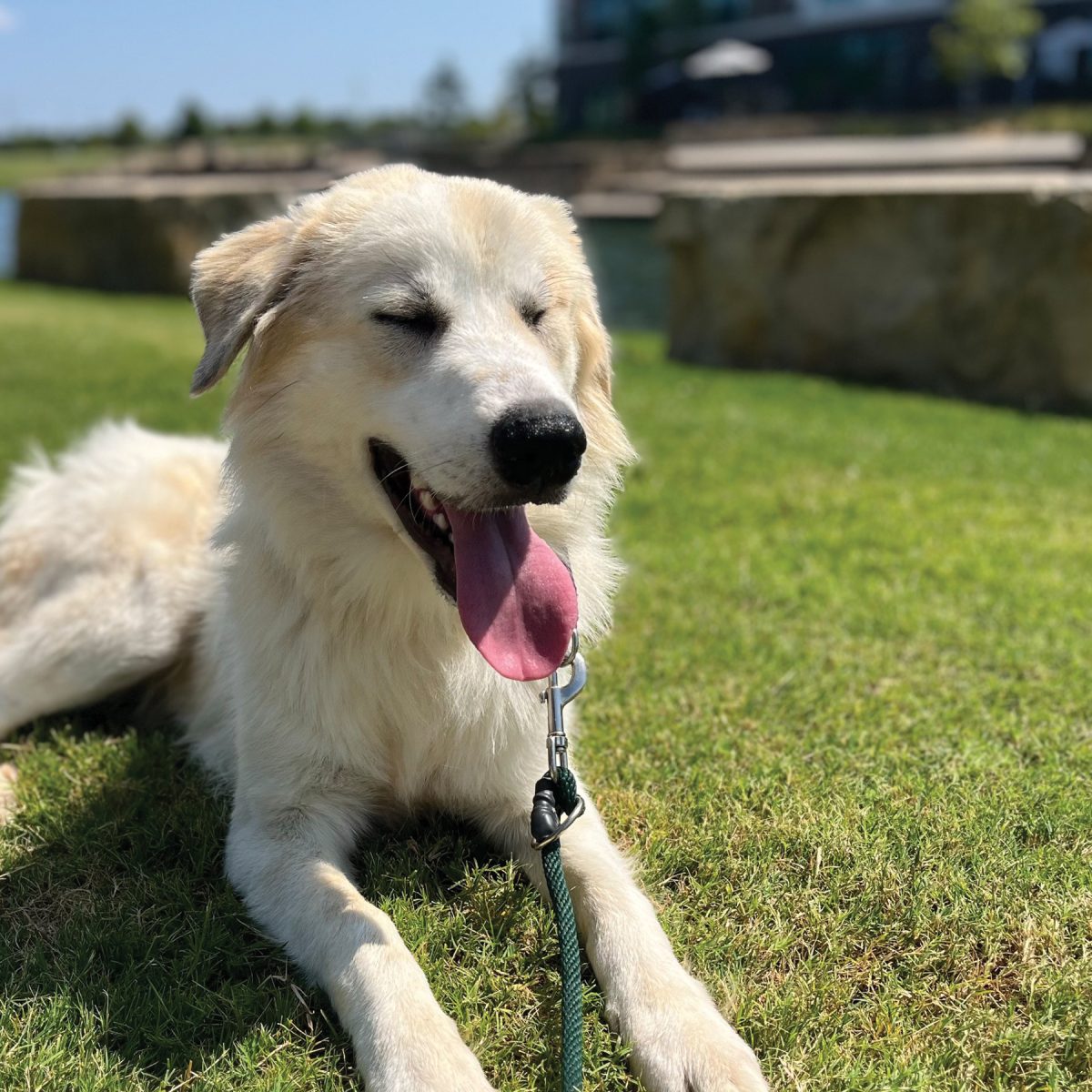 SPCA of Texas | The leading animal welfare agency in North Texas