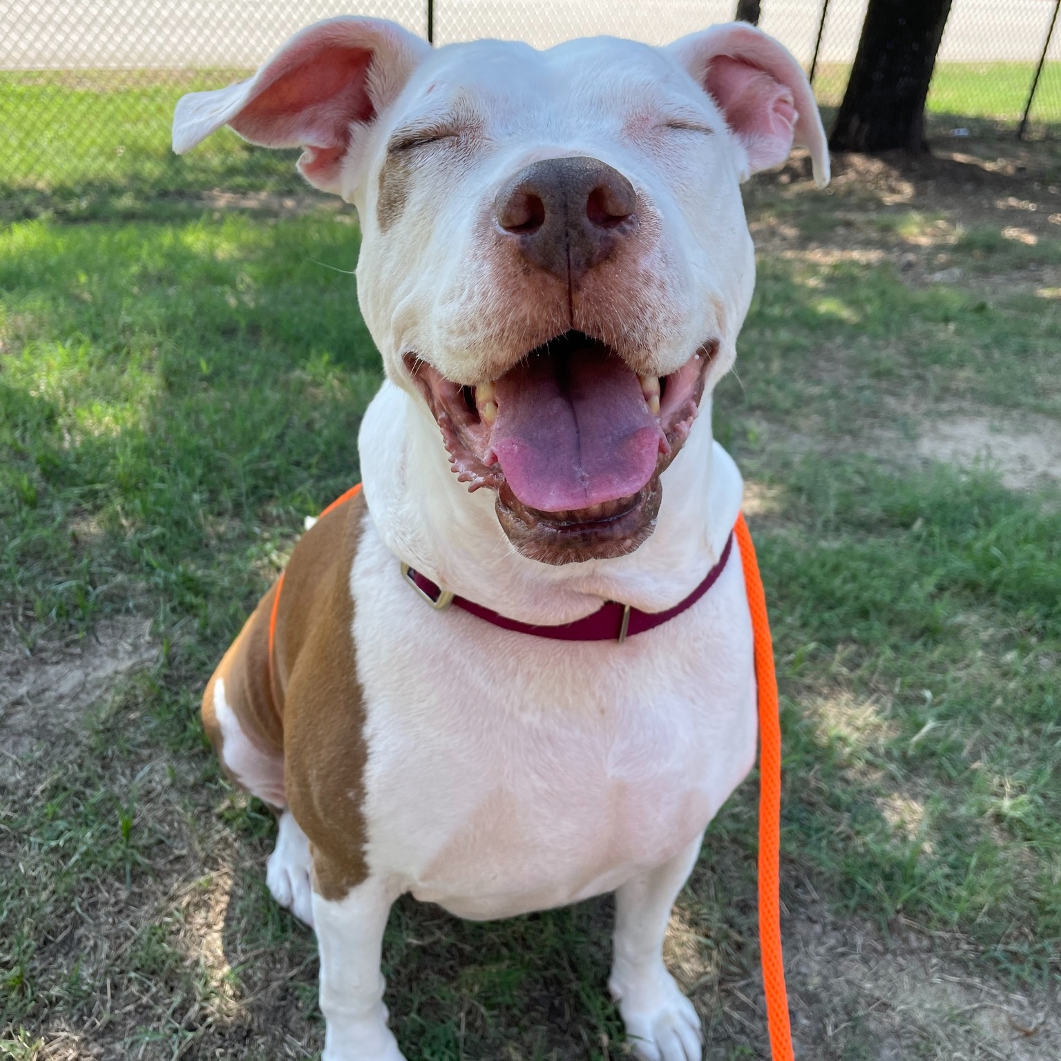 SPCA of Texas | China - SPCA of Texas