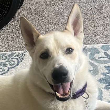 SPCA of Texas | Rongo Needs You! - SPCA of Texas