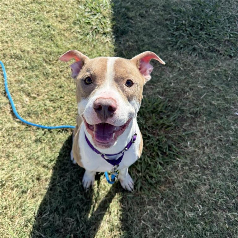 SPCA of Texas | Animals Needing Fosters - SPCA of Texas
