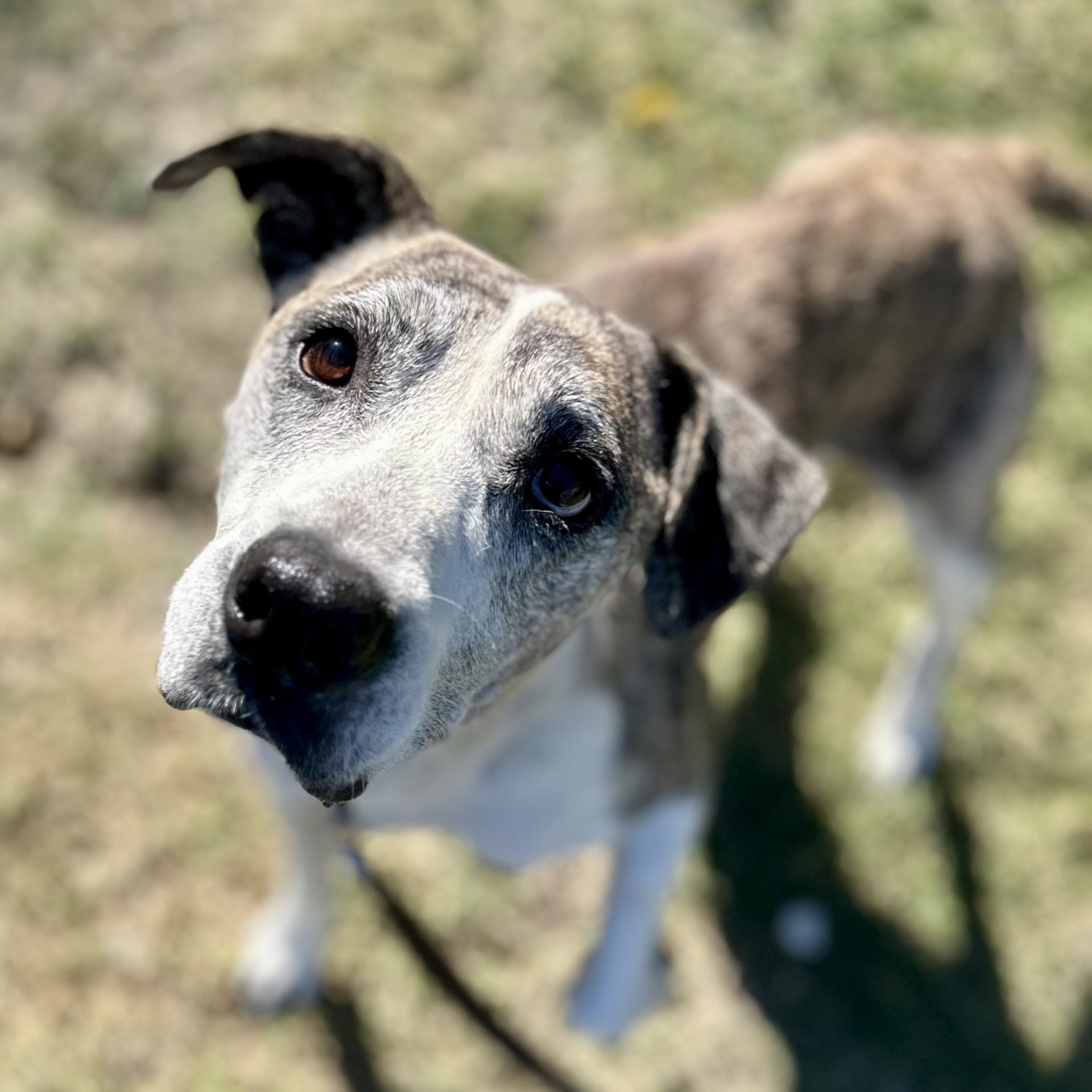SPCA of Texas | Animals Needing Fosters - SPCA of Texas