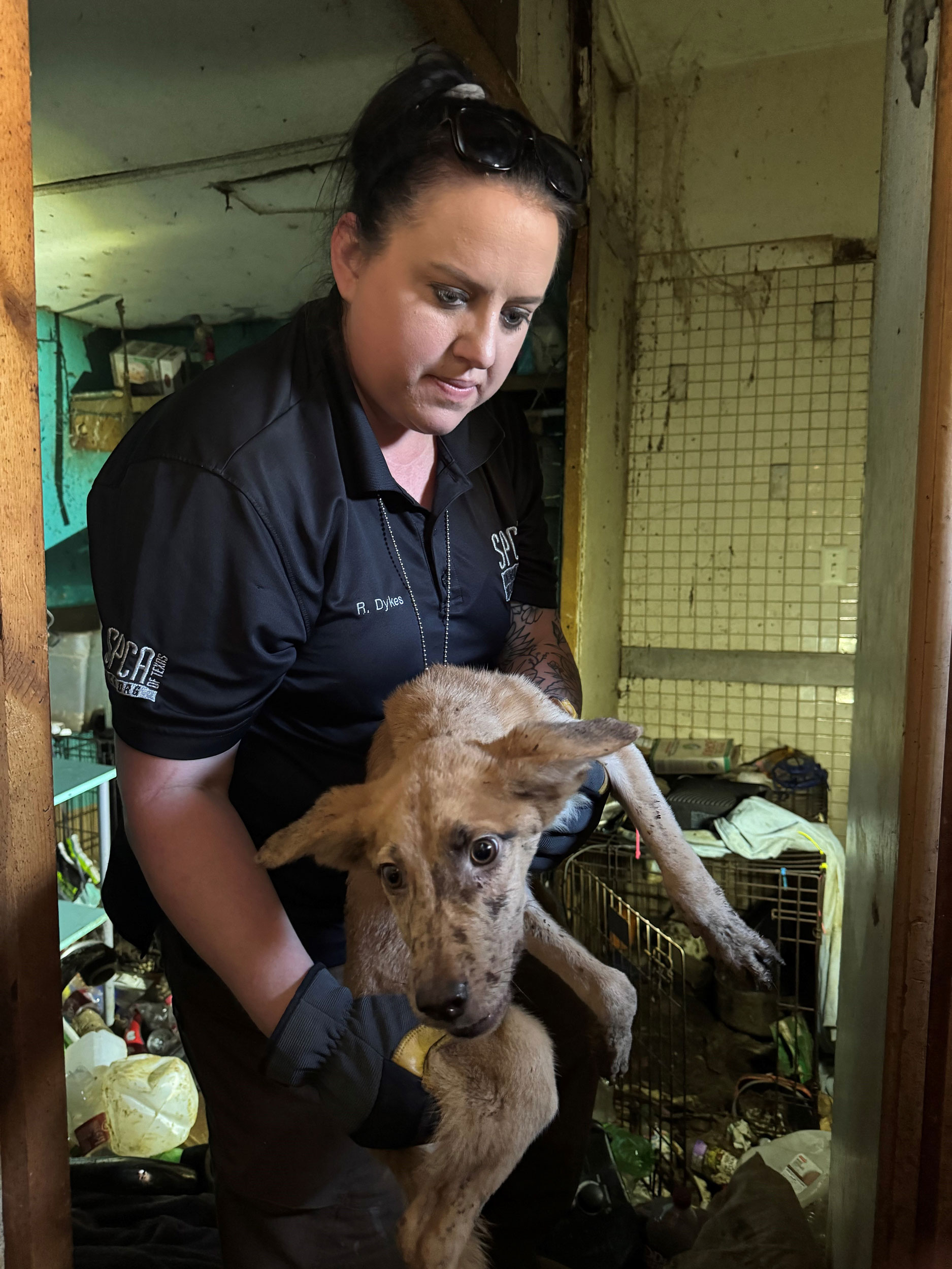 SPCA of Texas | Preventing Animal Cruelty - How You Can Make A Difference - SPCA of Texas