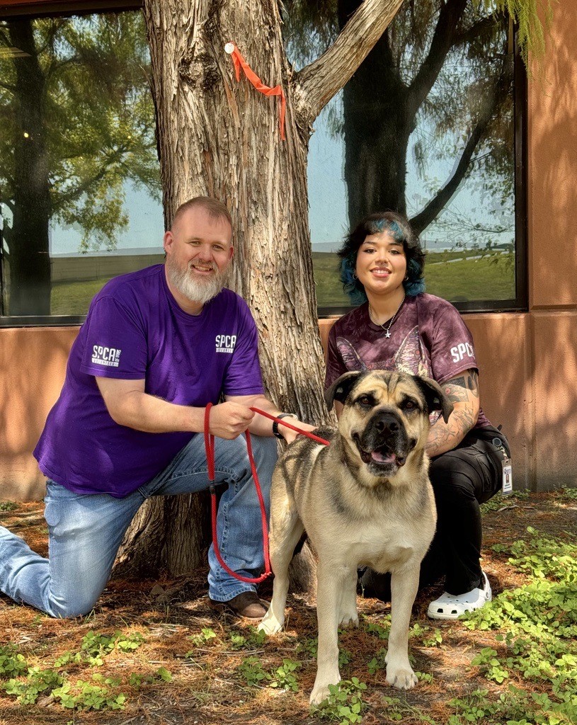 SPCA of Texas | September Volunteer of the Month Brings a Ray of ...