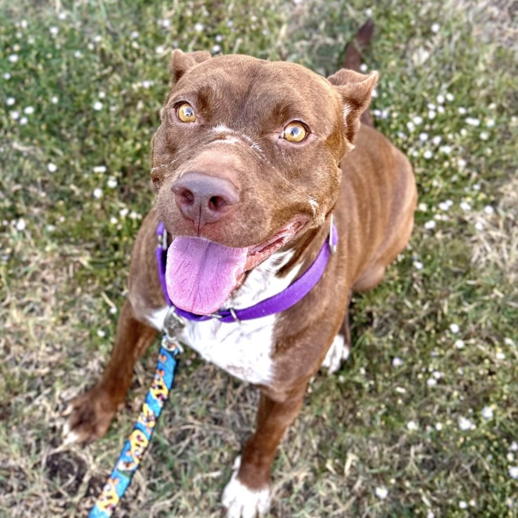 SPCA of Texas | Animals Needing Fosters - SPCA of Texas