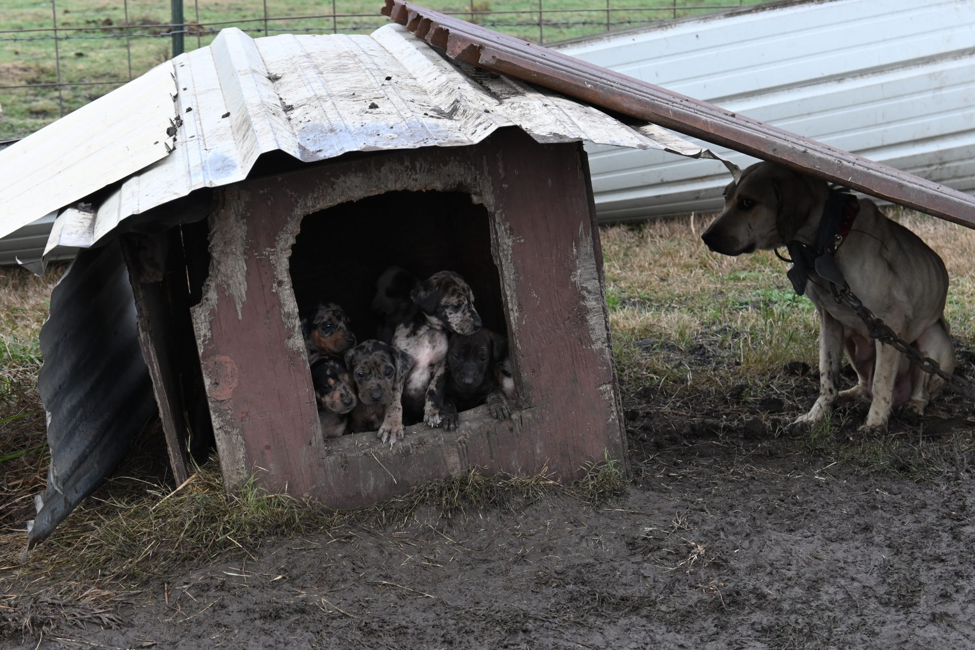 SPCA of Texas | The leading animal welfare agency in North Texas