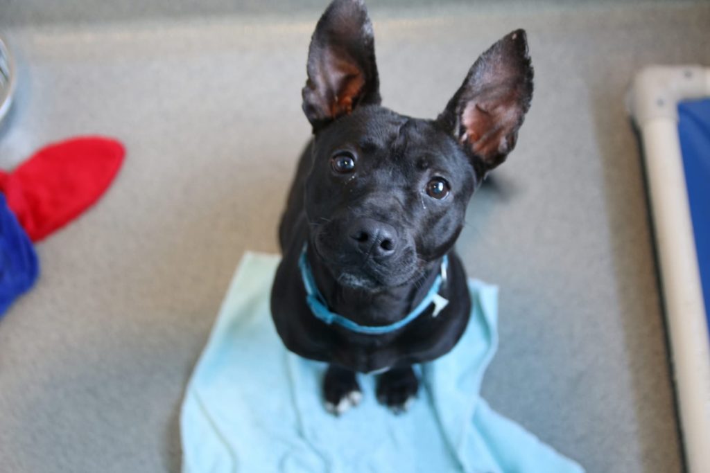 SPCA of Texas | SPCA of Texas Paws League - SPCA of Texas