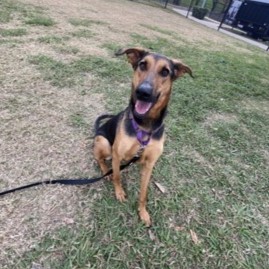 SPCA of Texas | Nola Needs You! - SPCA of Texas