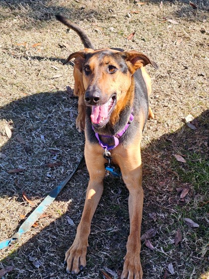 SPCA of Texas | Nola Needs You! - SPCA of Texas
