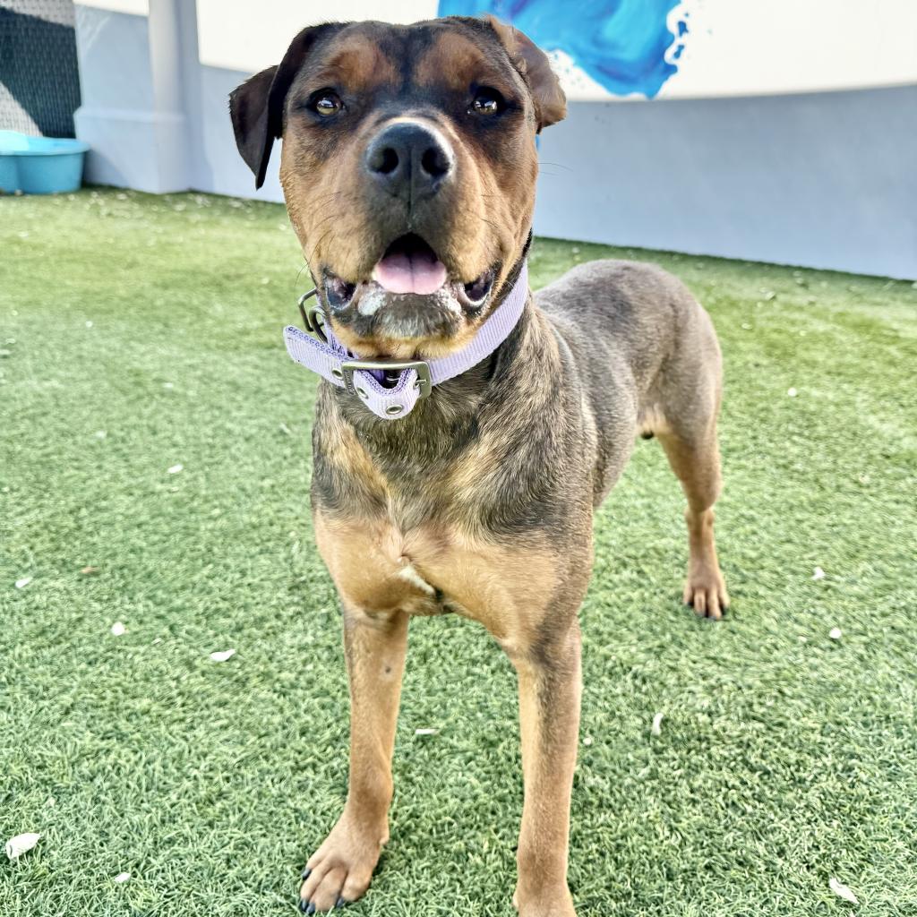 SPCA of Texas | United for the Pets—North Texas Animal Shelters and ...