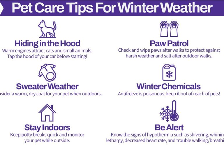 SPCA of Texas | SPCA of Texas Advises Cold Weather Safety for Pets ...