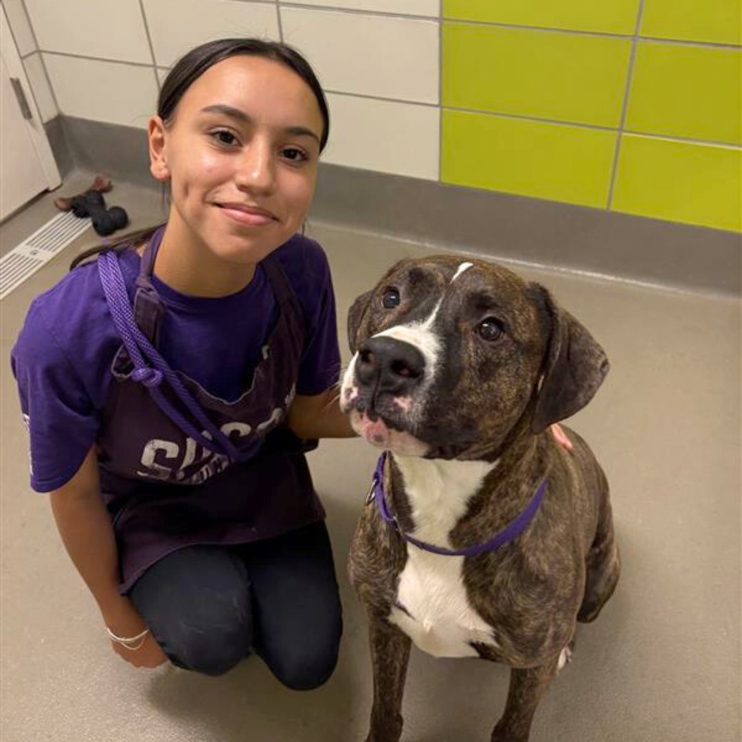 SPCA of Texas | December Volunteer of the Month Demonstrates ...