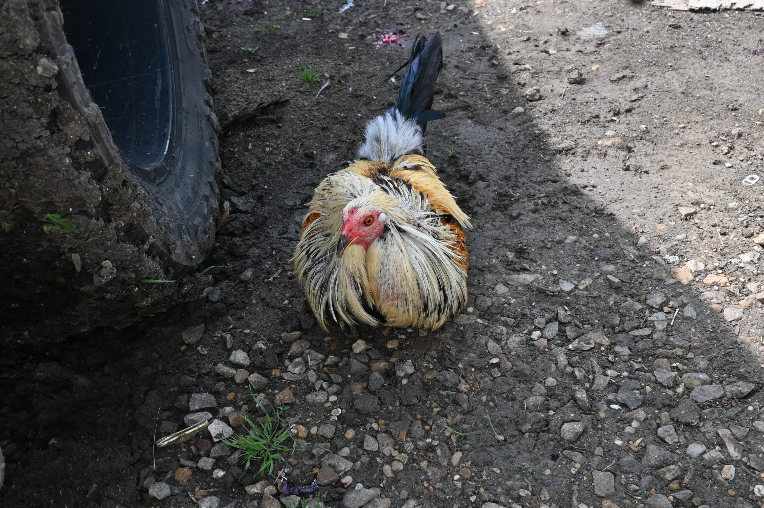 SPCA of Texas | SPCA of Texas Seizes 65 Live, 10 Dead Roosters from ...