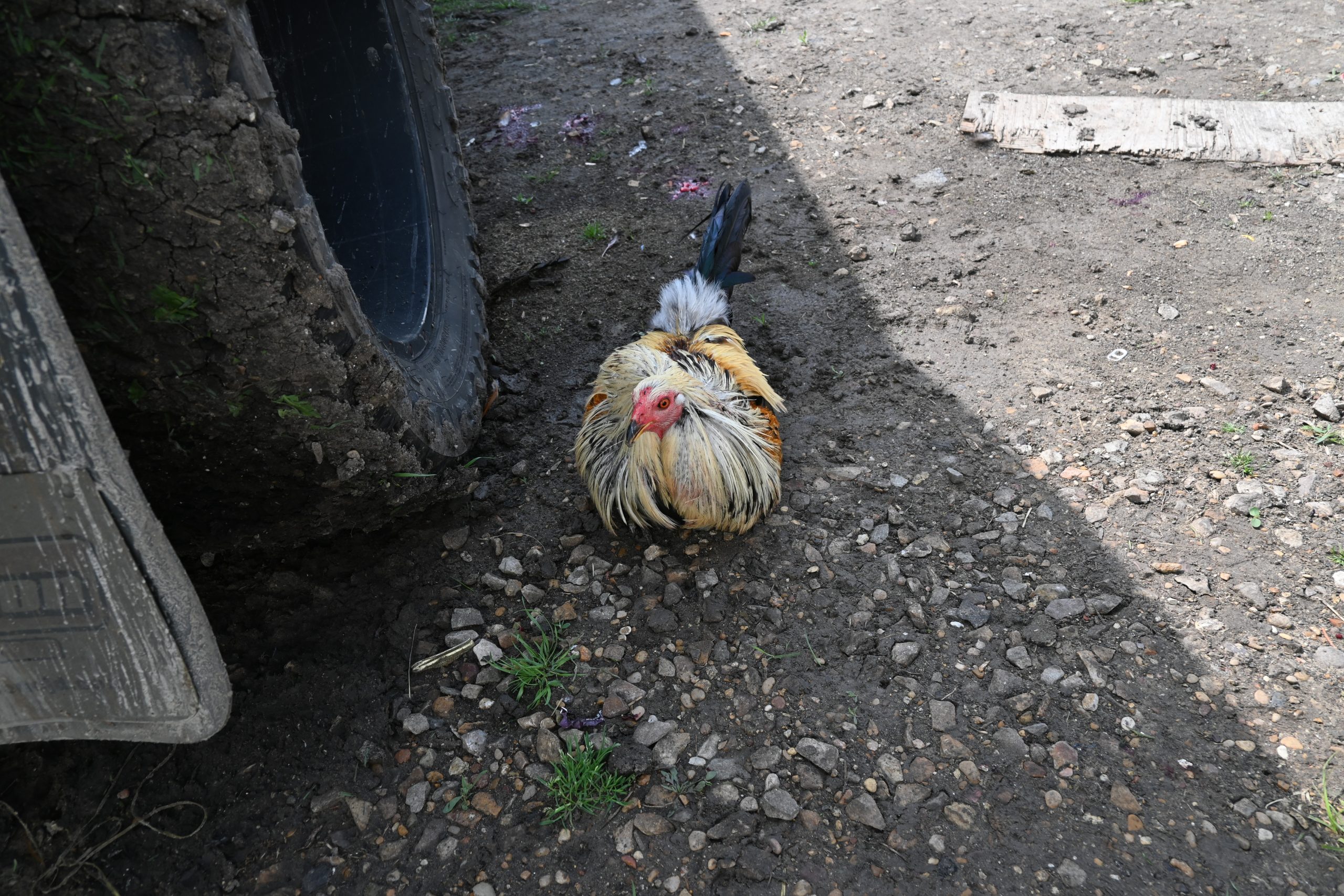 SPCA of Texas | SPCA of Texas Seizes 65 Live, 10 Dead Roosters from ...