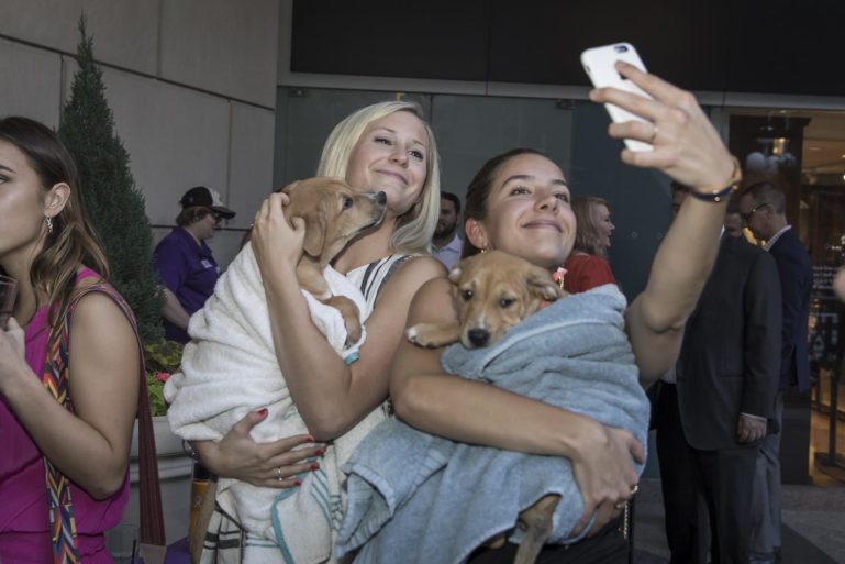 SPCA of Texas | The leading animal welfare agency in North Texas