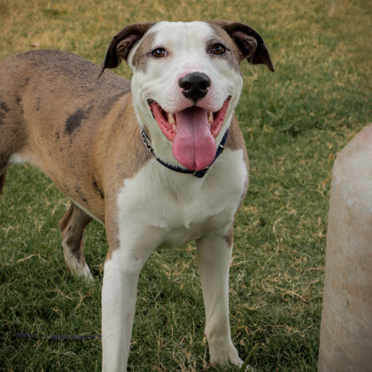 SPCA of Texas | The leading animal welfare agency in North Texas
