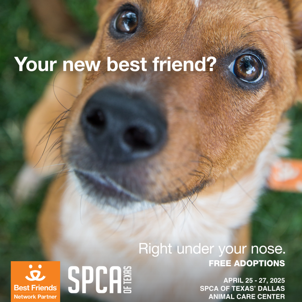 SPCA of Texas | Your New Best Friend? Right Under Your Nose Adoption Special in partnership with ...