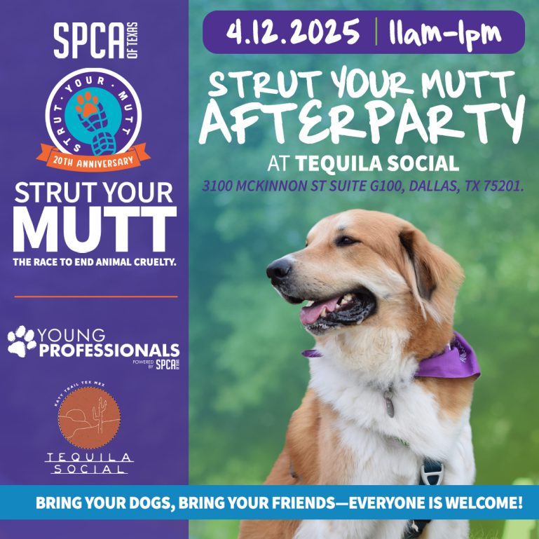 SPCA of Texas | SPCA of Texas' Young Professionals Strut Your Mutt Afterparty Social - SPCA of Texas