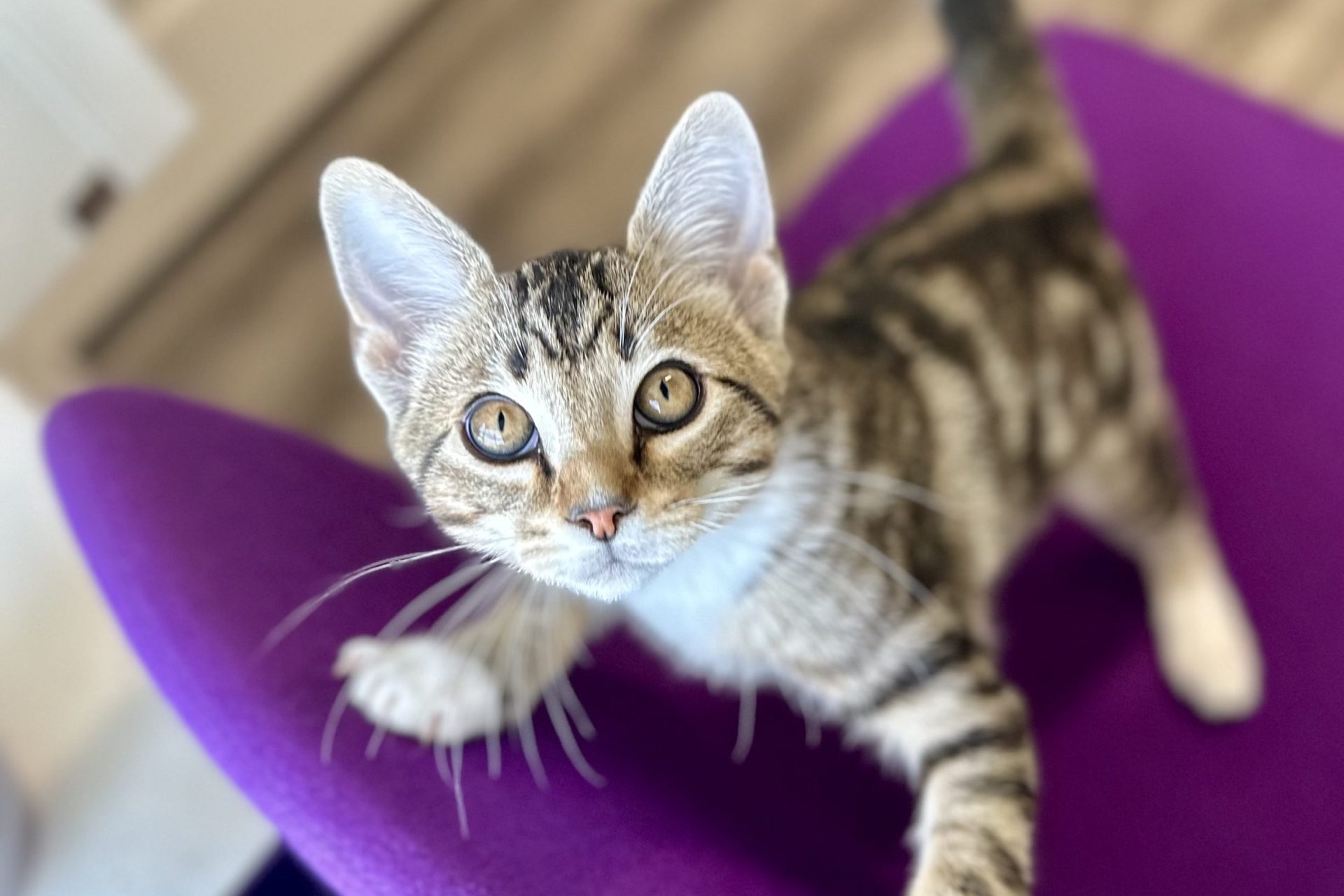 SPCA of Texas | The leading animal welfare agency in North Texas