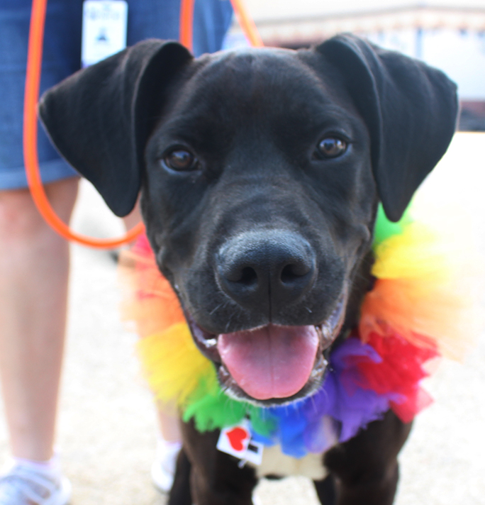 SPCA of Texas | Pride In Giving - SPCA of Texas