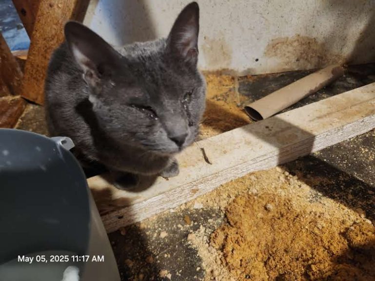 SPCA of Texas | SPCA of Texas Granted Custody of 10 Dogs and 56 Cats Removed from Van Zandt ...