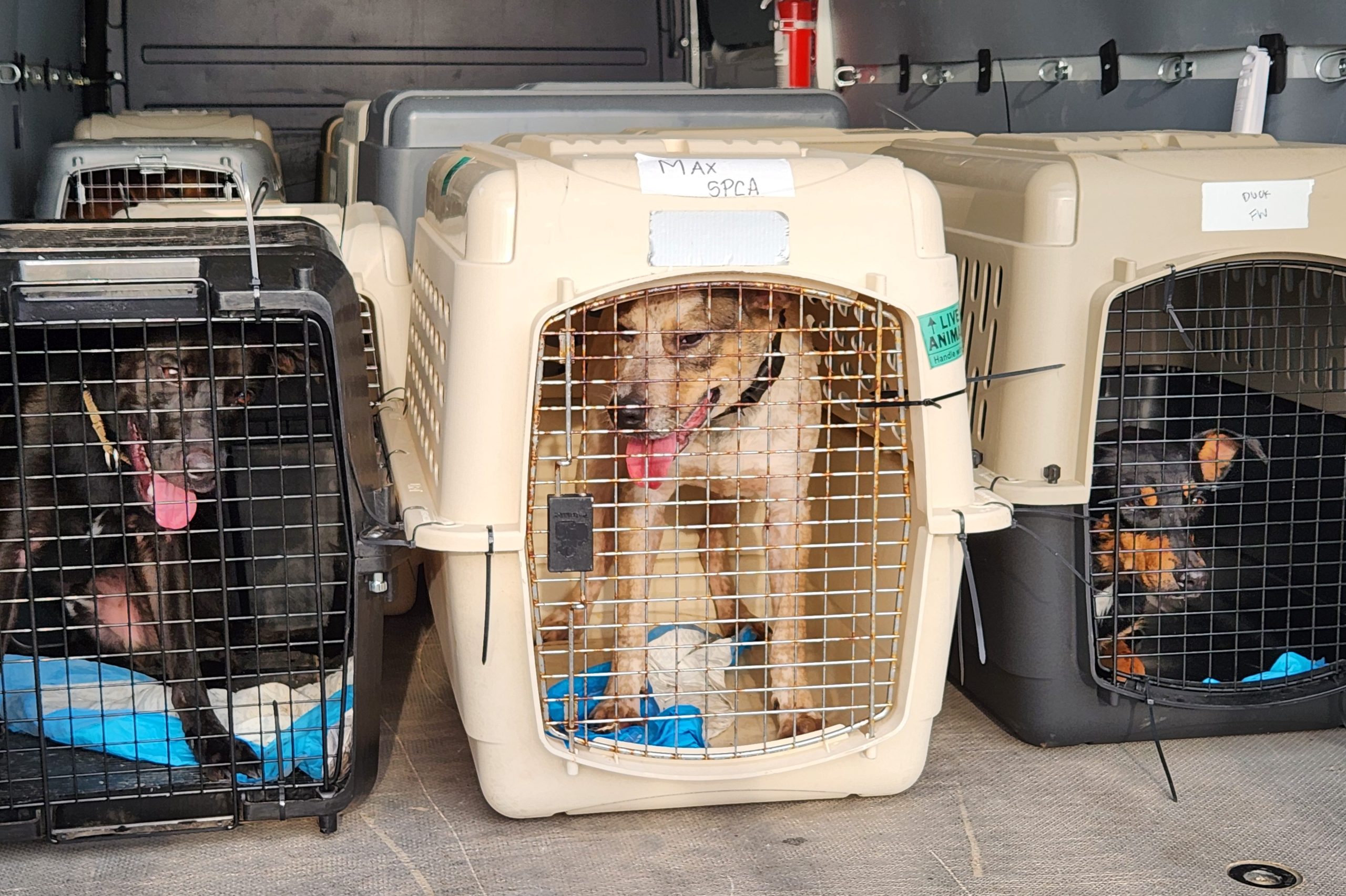 SPCA of Texas | SPCA of Texas Receives Adoptable Pets from Texas Hill Country Shelters in Need ...