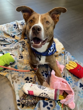 SPCA of Texas | Acorn Needs You! - SPCA of Texas