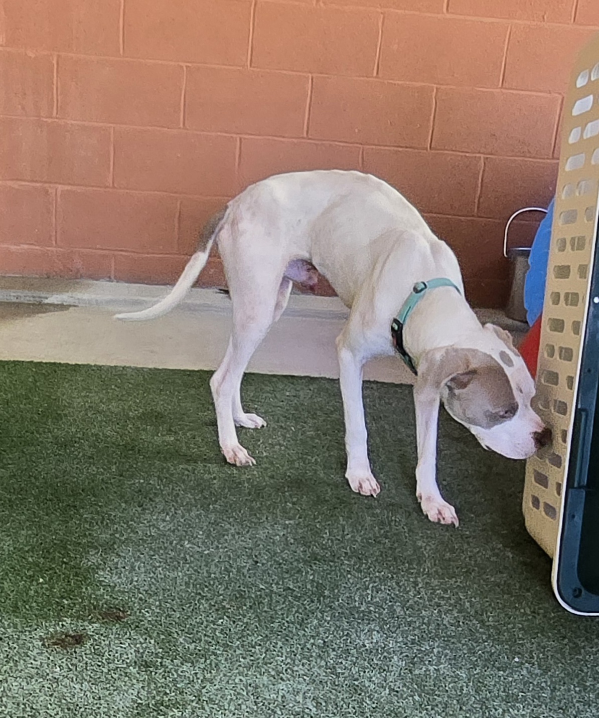 SPCA of Texas | SPCA of Texas Granted Custody of Dog from Hunt County ...