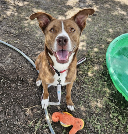 SPCA of Texas | Acorn Needs You! - SPCA of Texas