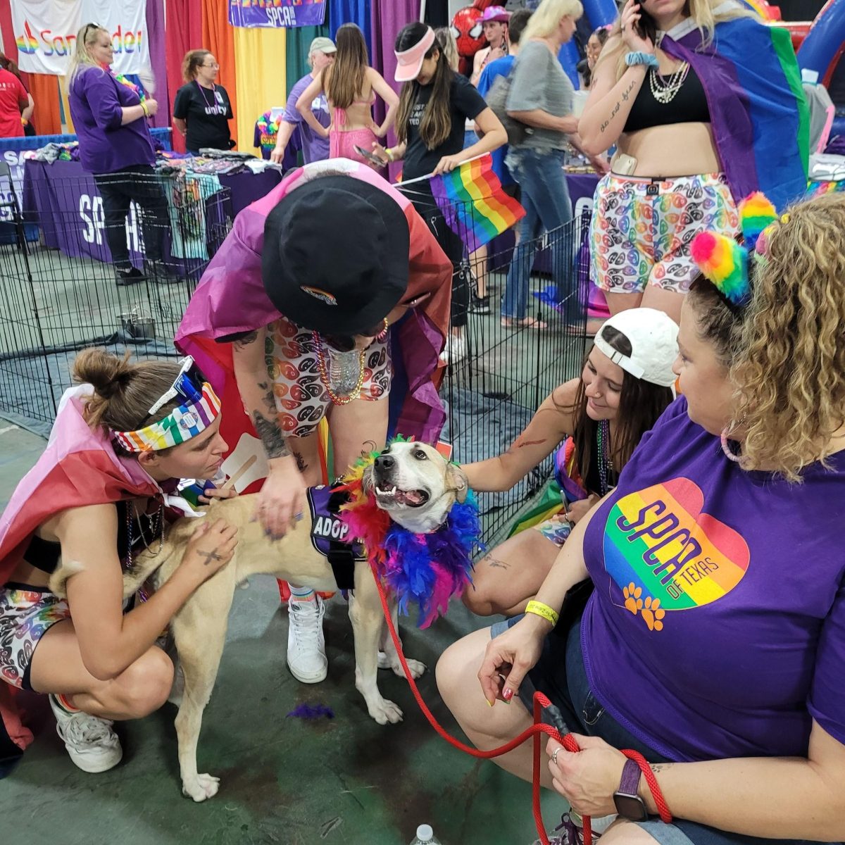 SPCA of Texas | Ways to Volunteer - SPCA of Texas